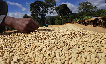 Delicious Vibrant Micro-lots for your Enjoyment - The Moustache Coffee Club