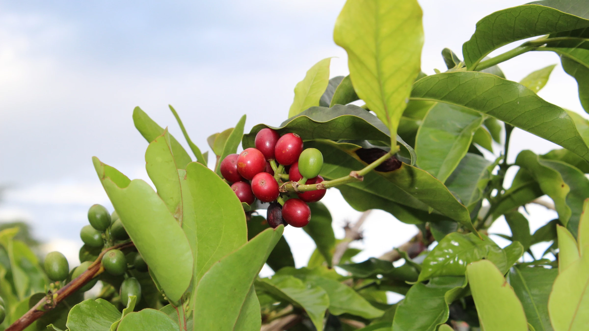 Bomba de Fruta : Raspberry, Pineapple, Lively